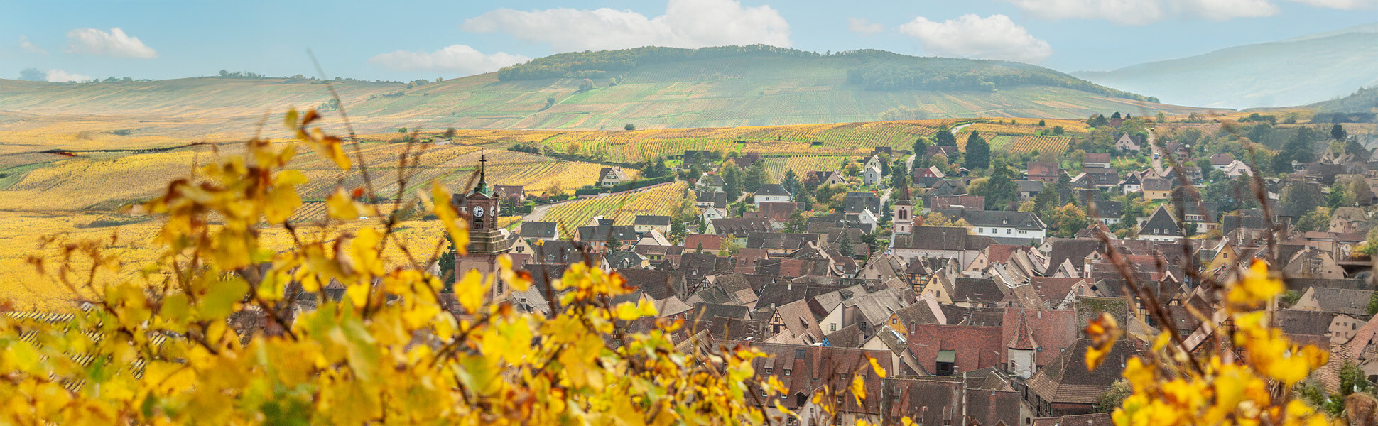 The siren song of great Alsace wine - Fells