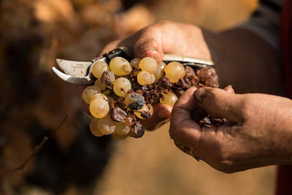 An introduction to Royal Tokaji - Fells